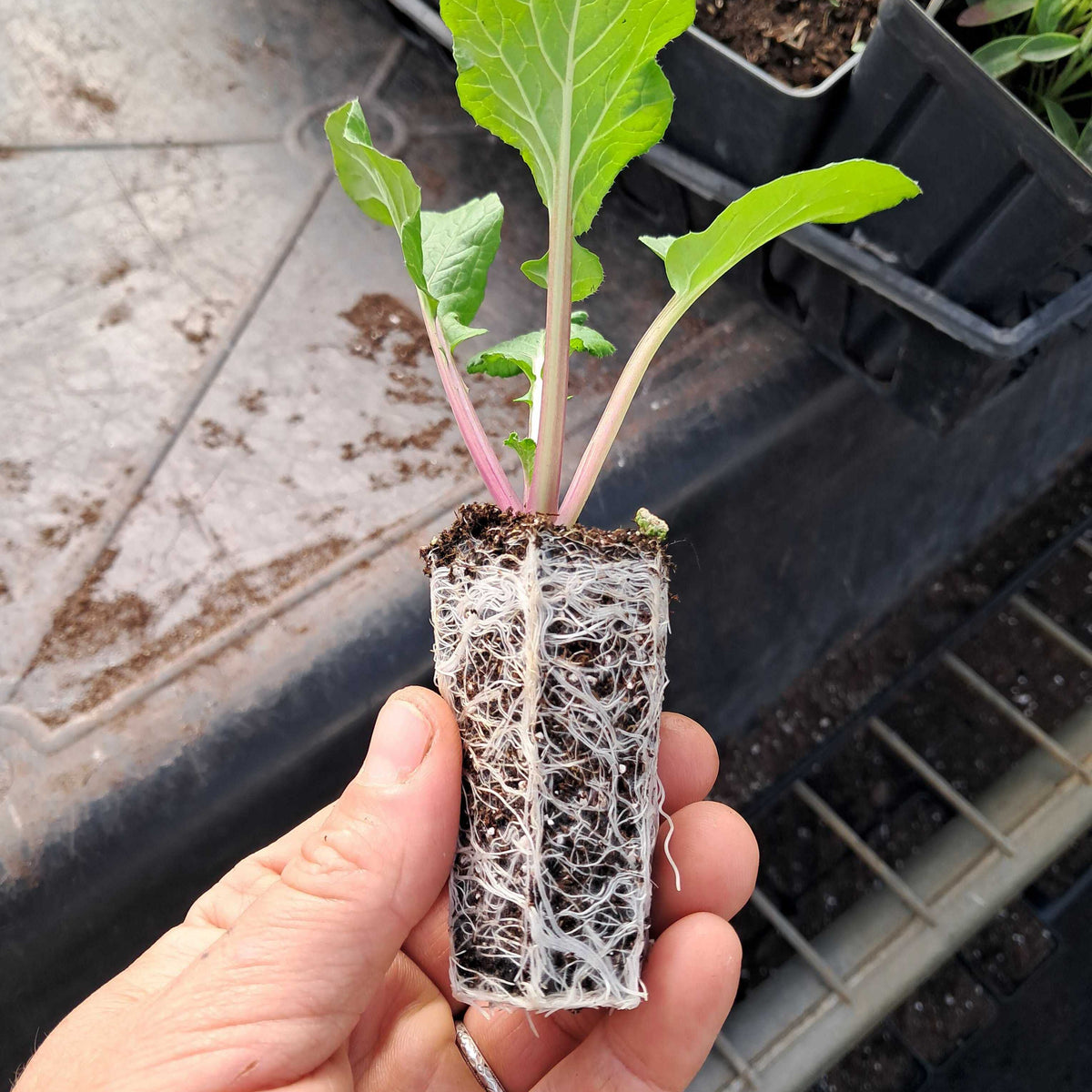 Cool Seasoning Crops & Gardening – The Farm Connection