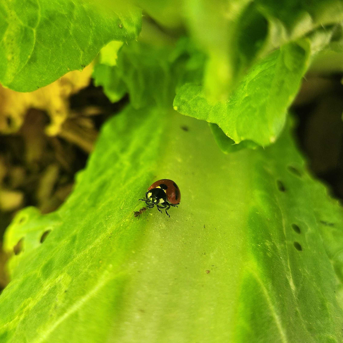 Beneficial Insects for Your Garden – The Farm Connection
