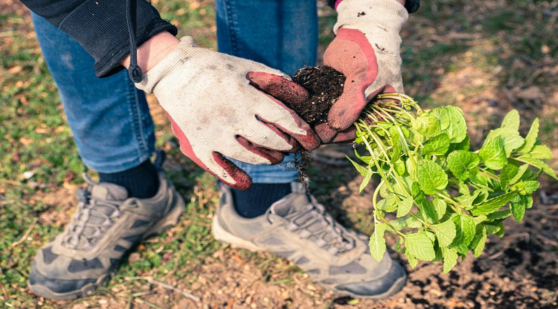 Plant Bare-Root Fruit Trees Like a Pro: Easy Steps & Must-Have Tips ...