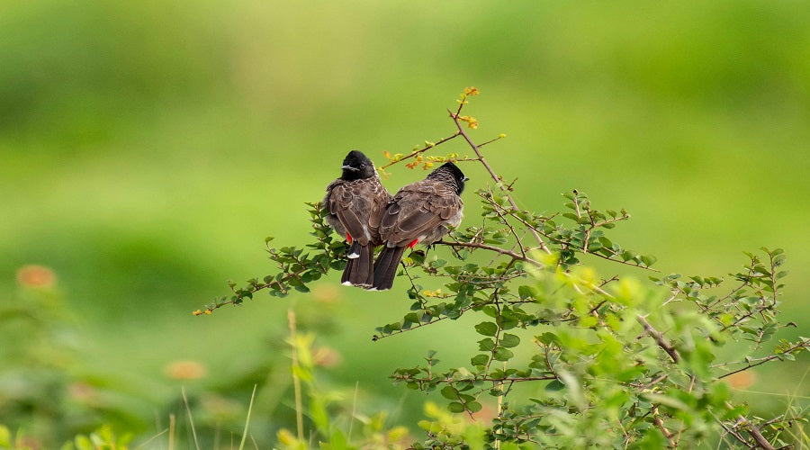 How to Create A Bird Garden: Plants That Feed, Shelter, and Nurture ...