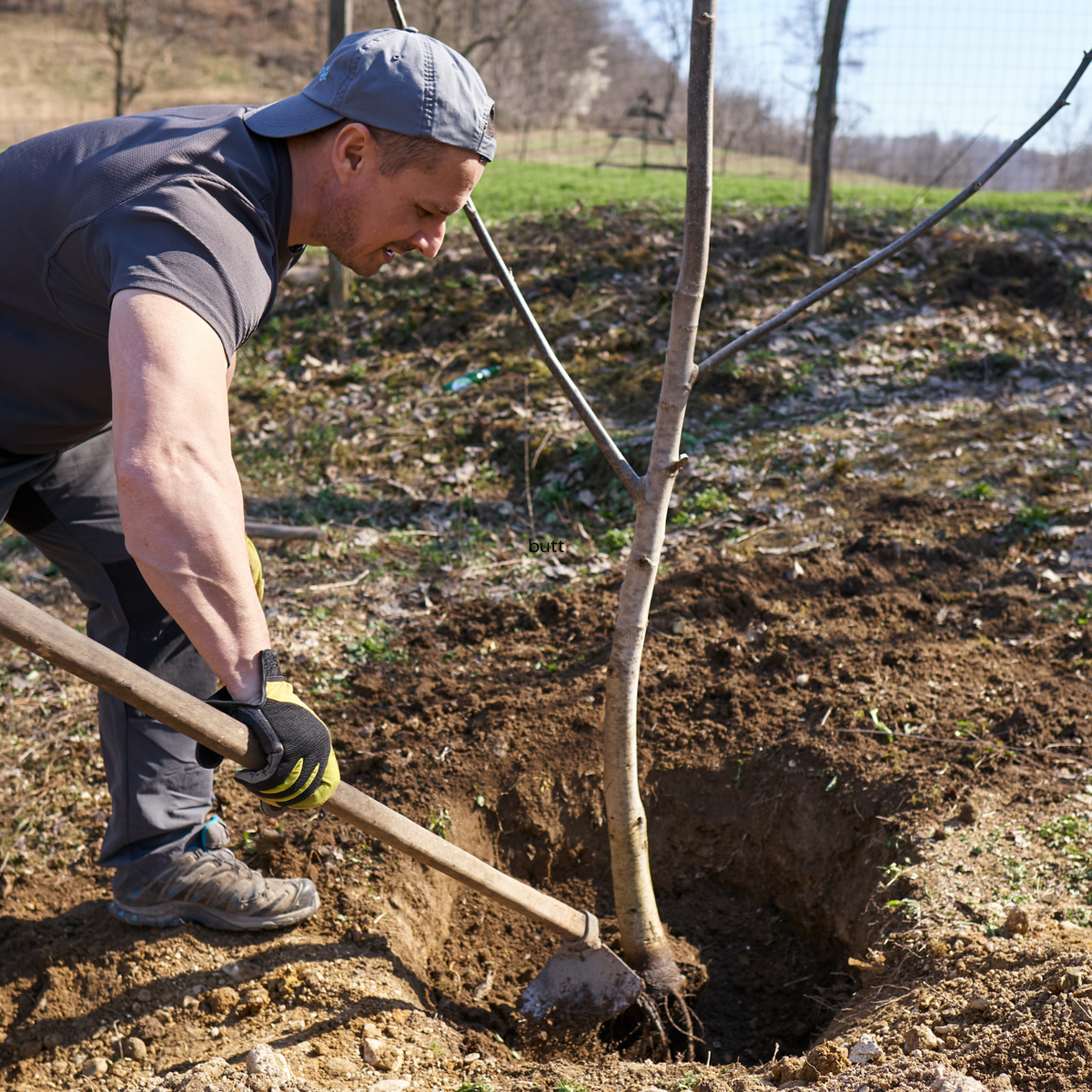 Understanding Bare Root Trees in Their First Year – The Farm Connection