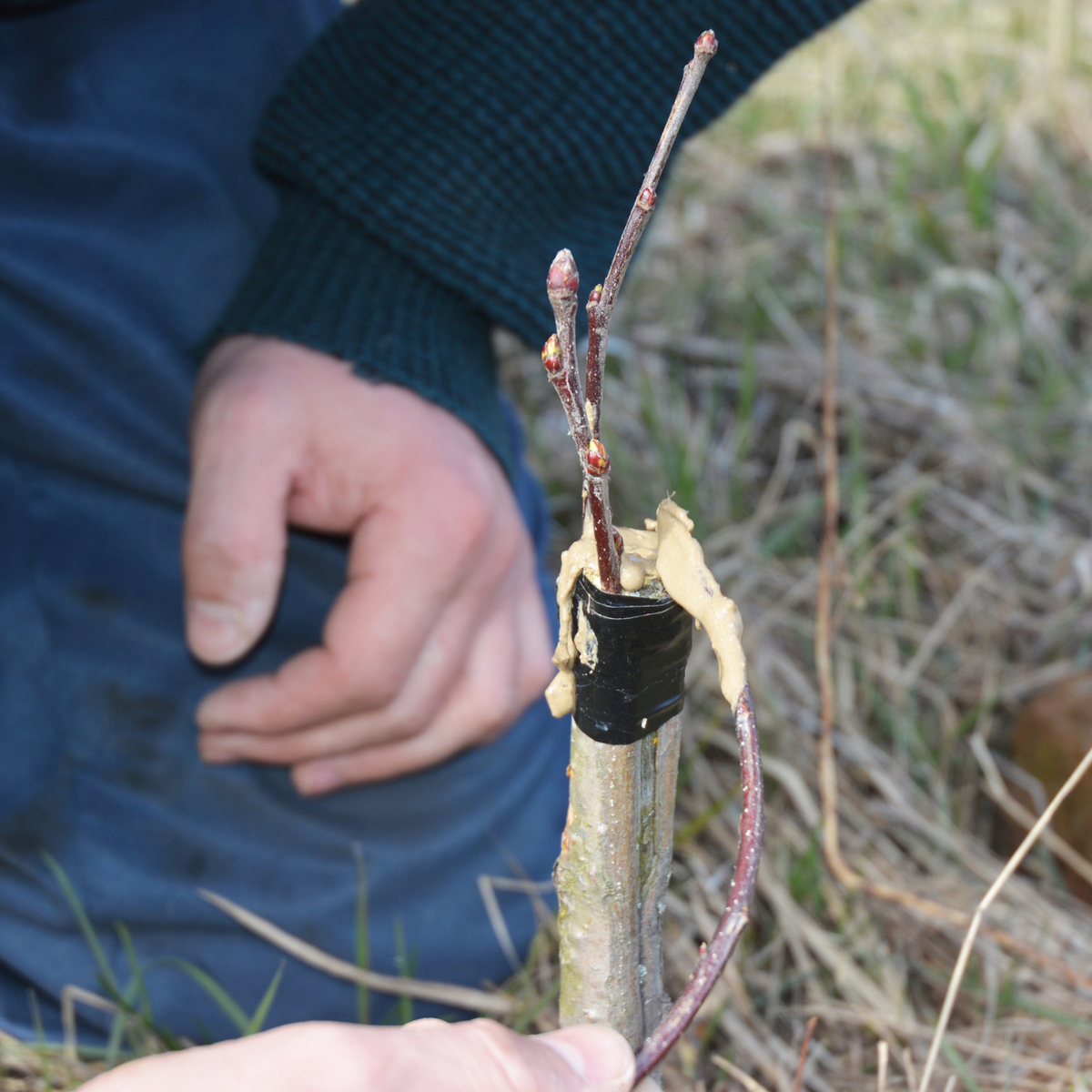 A Beginner’s Guide to Grafting Bare Root Rootstock – The Farm Connection
