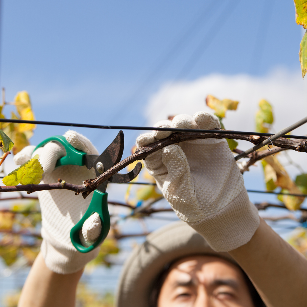 Cut, Root, Repeat: Winter Plant Propagation for the Homestead – The ...