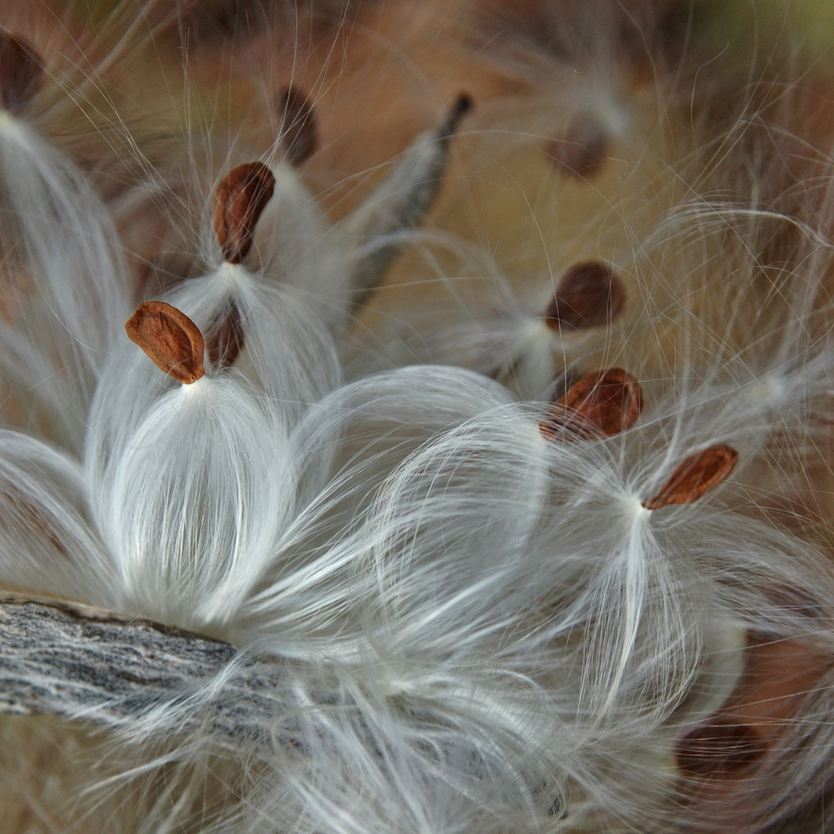 Seed Stratification at Home for Milkweed & Natives – The Farm Connection