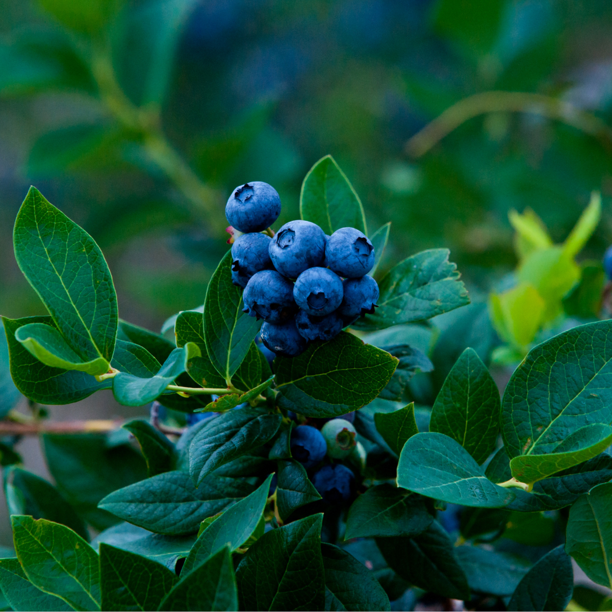 Building Better Blueberry Soil: Fall Prep for New Planting Sites and E ...
