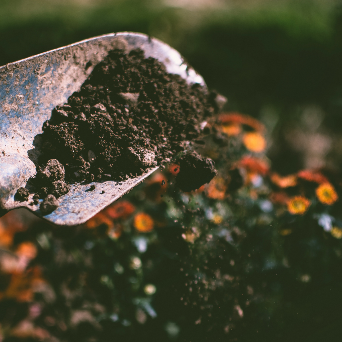 Fall Perennial Planting Guide – The Farm Connection