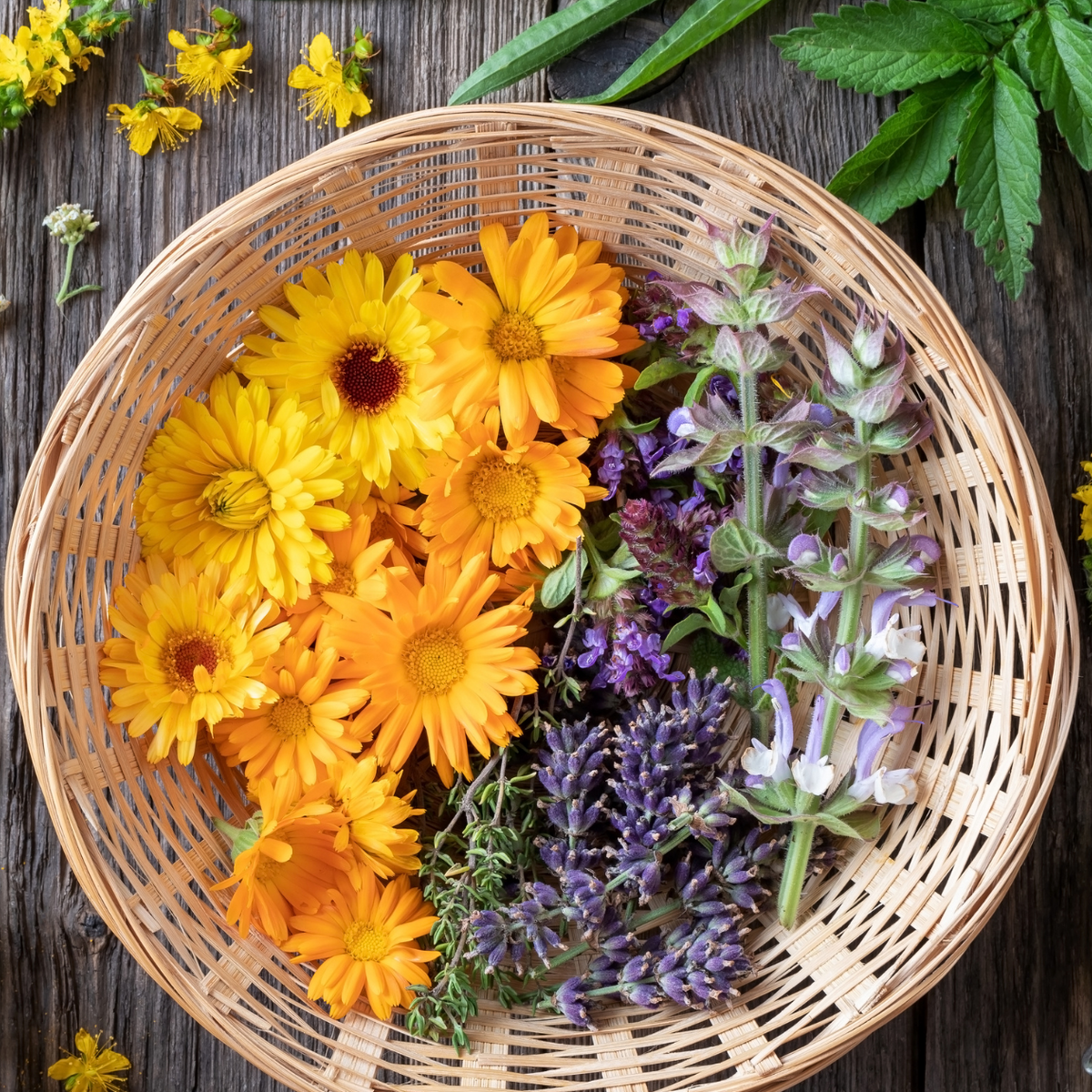 Medicinal Perennials to Plant in Fall – The Farm Connection