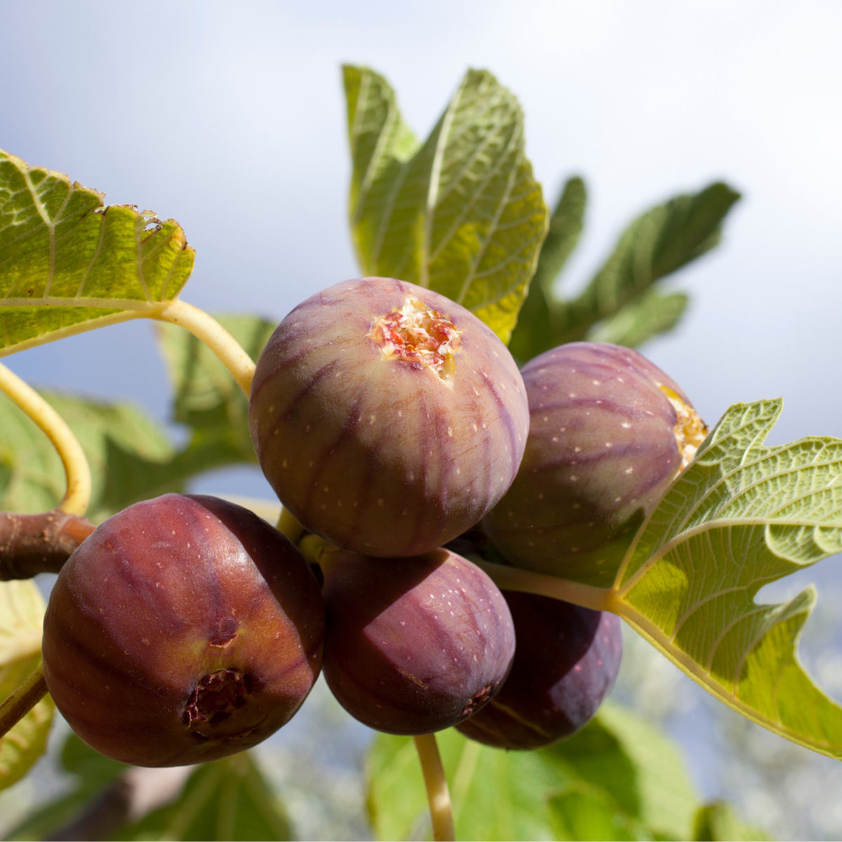 Help Your Figs Ripen: Prune Now for a Sweeter Harvest – The Farm Connection