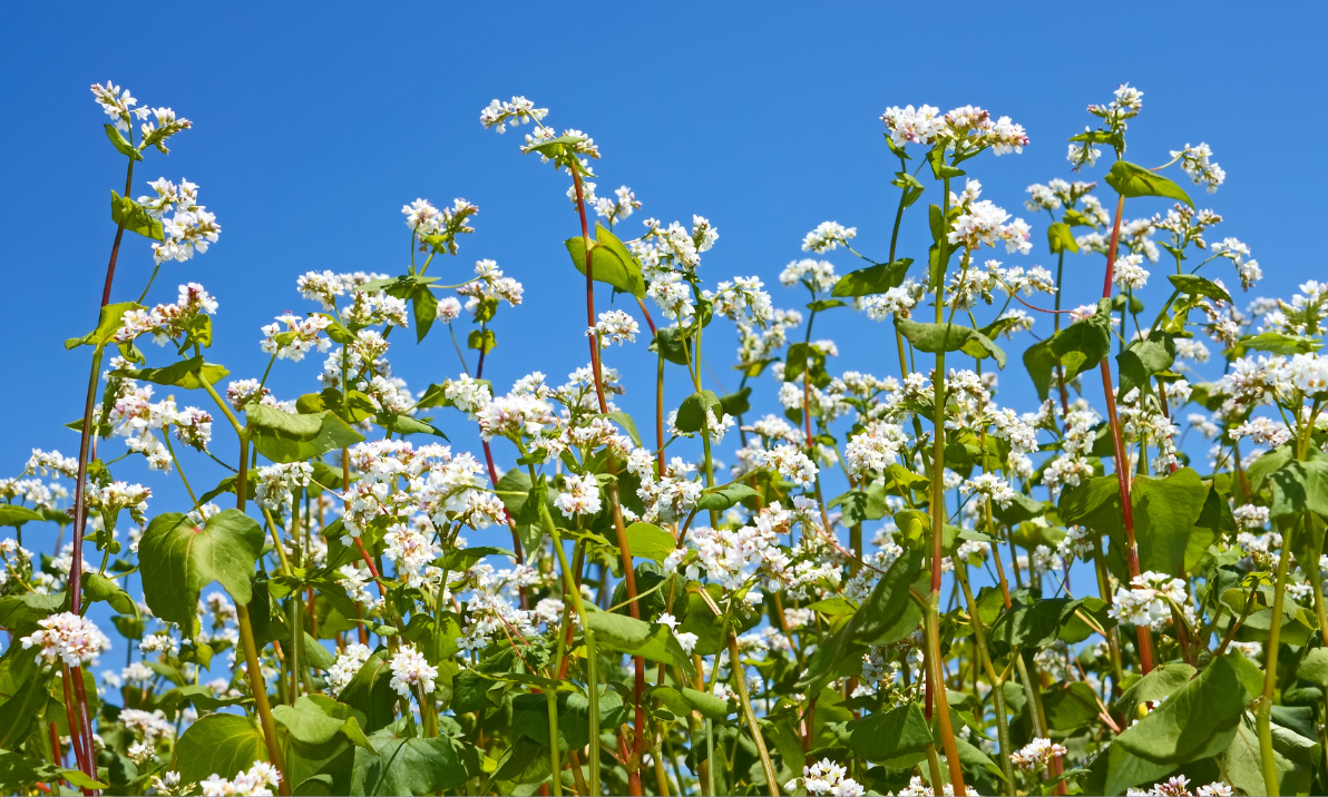 Cover Crops for Summer Gardens – The Farm Connection