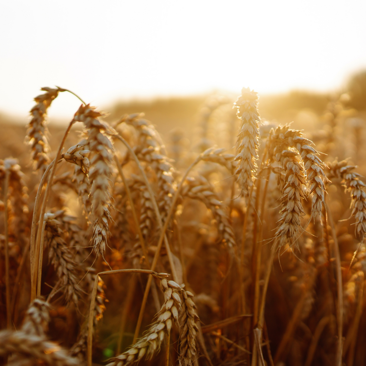 Fall Cover Cropping: Building Healthy Soil – The Farm Connection