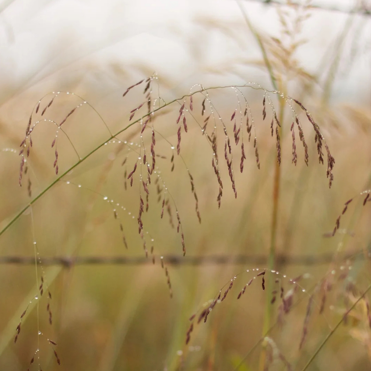 The Power of Native Grasses: Rooted in Resilience – The Farm Connection