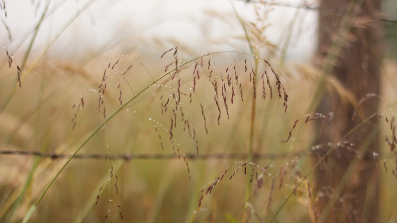 The Power of Native Grasses: Rooted in Resilience – The Farm Connection