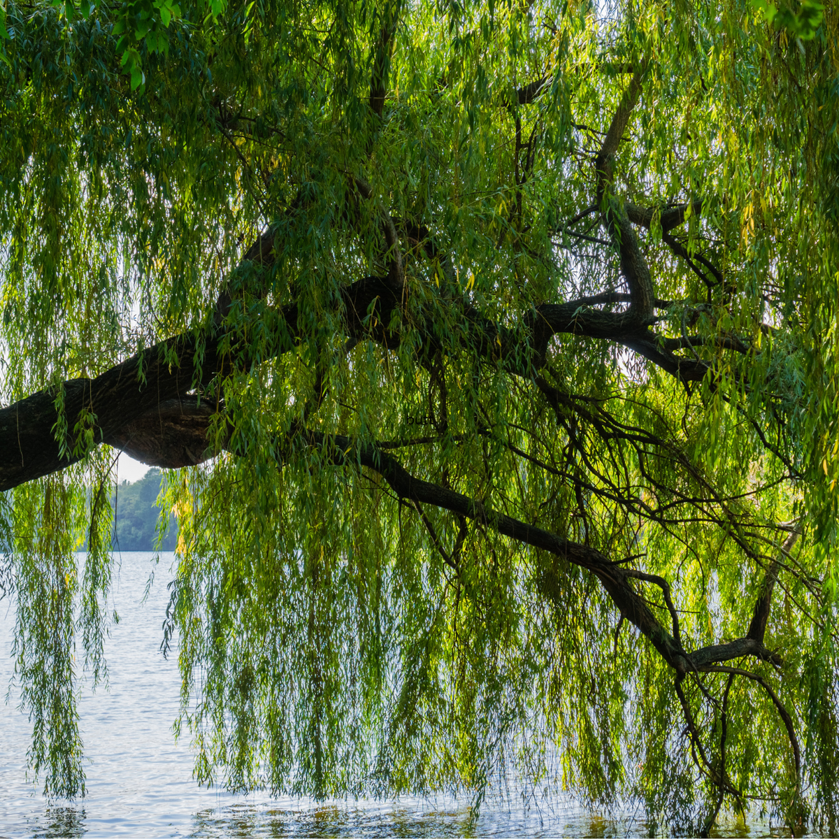 The Benefits of Willow Trees – The Farm Connection