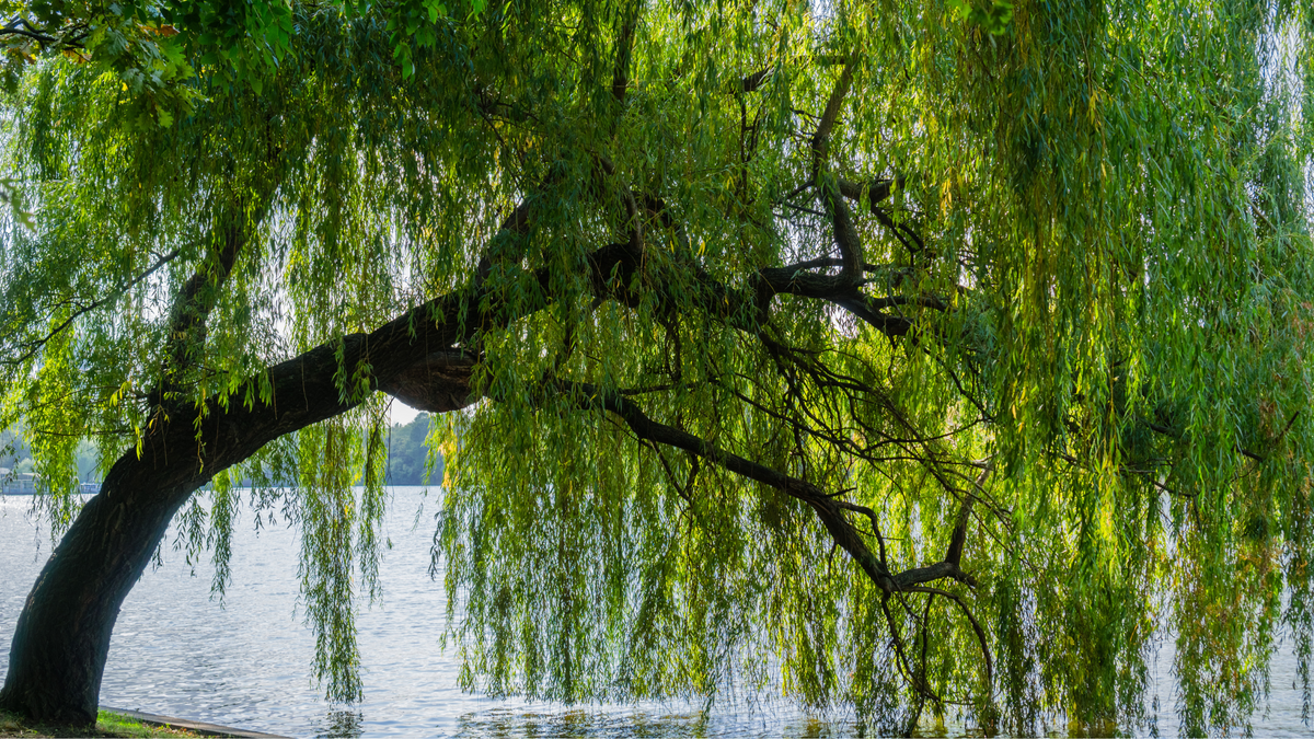 The Benefits of Willow Trees – The Farm Connection