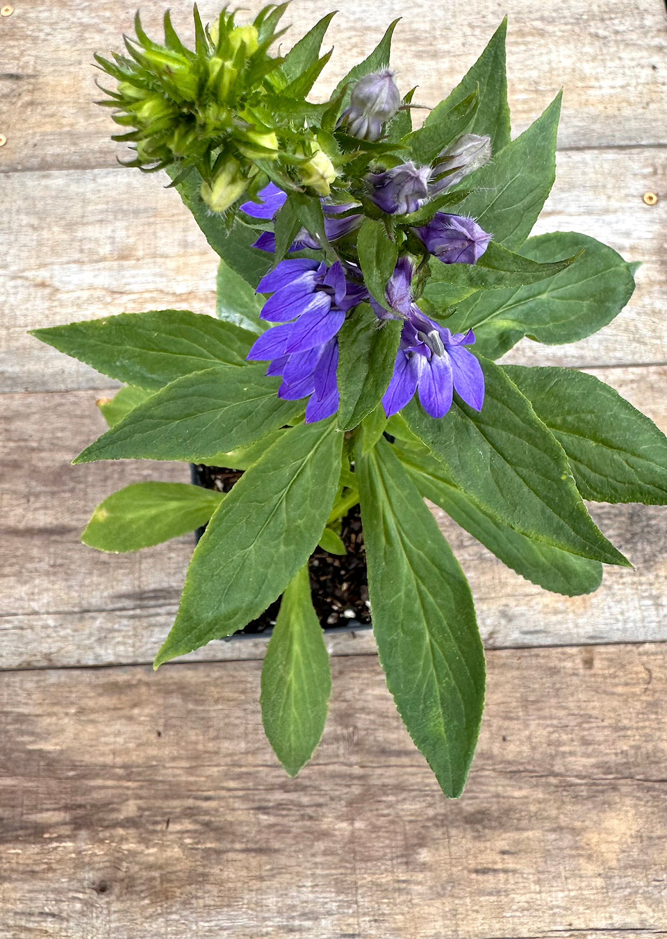 Native Perennial Plants for Sale – The Farm Connection