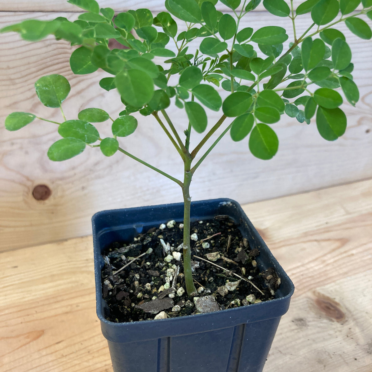 Moringa Organically Grown Plants For Sale – The Farm Connection