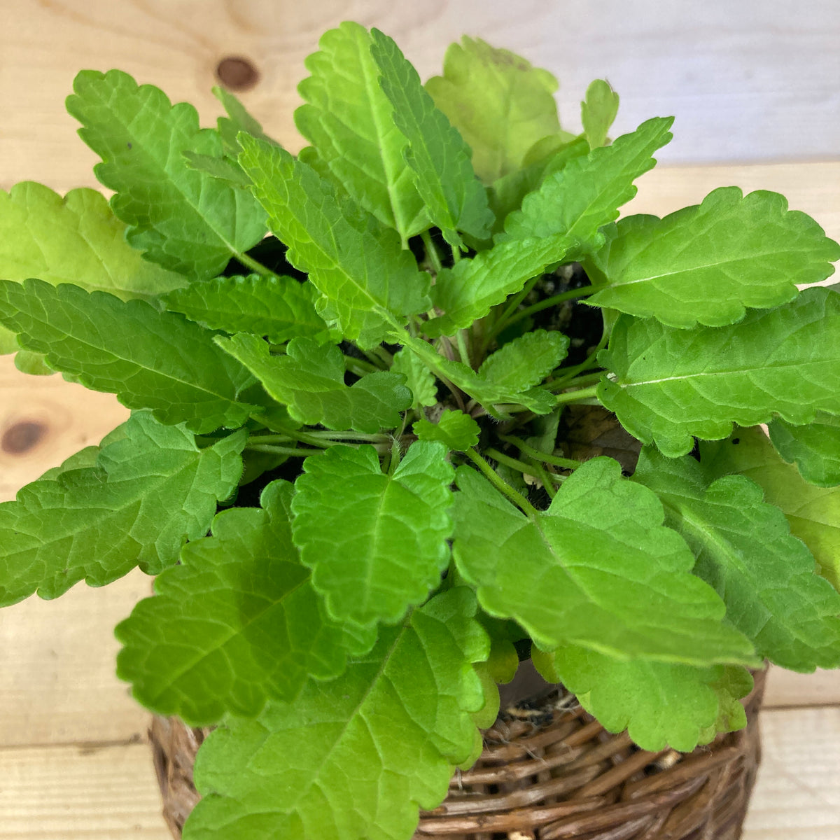 Wood Betony (Woundwort) Organically Grown Native Plants for Sale – The ...