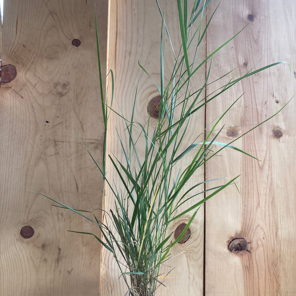 Switchgrass, Prairie Dog Organically Grown Native Plants for Sale – The ...