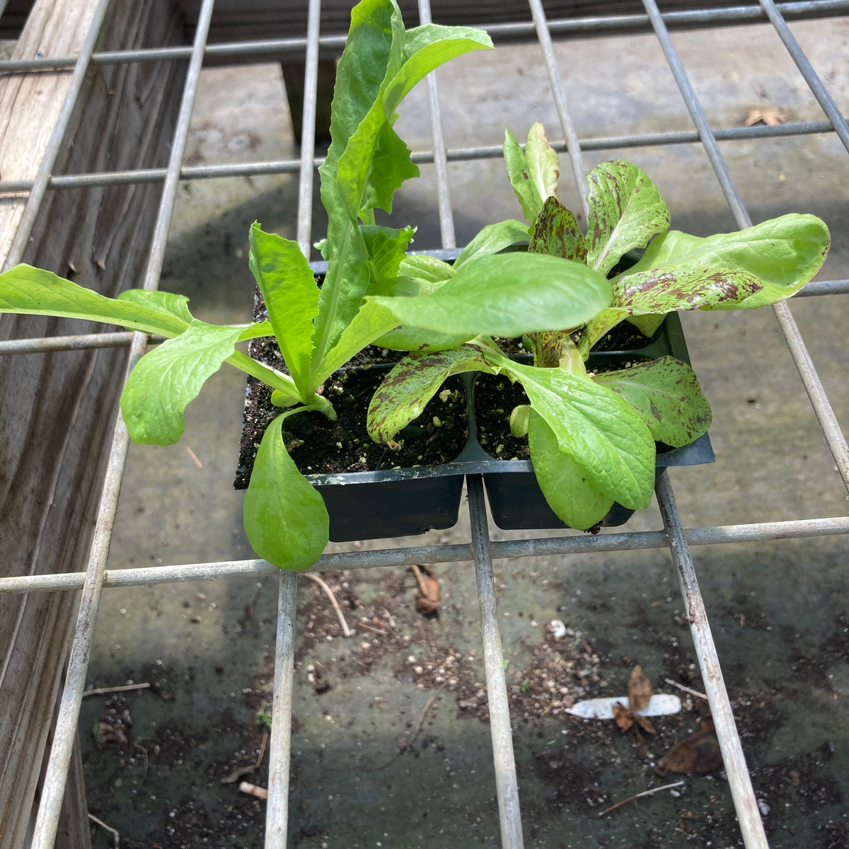 Organically Grown Vegetable Plants For Sale – The Farm Connection