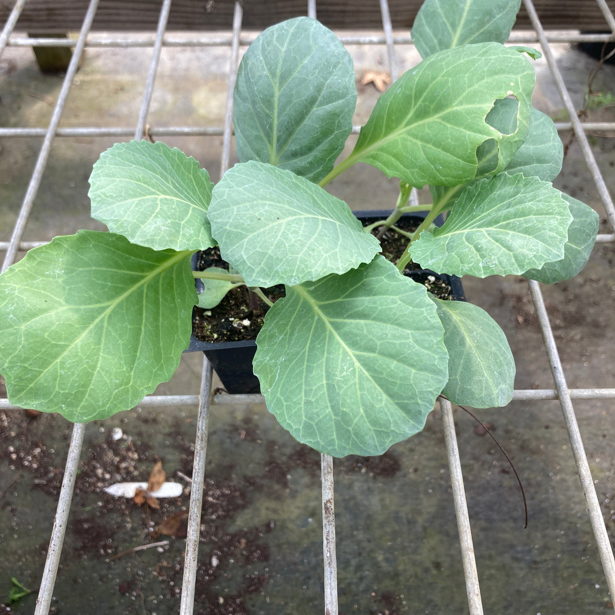 Organically Grown Vegetable Starts For Sale – The Farm Connection