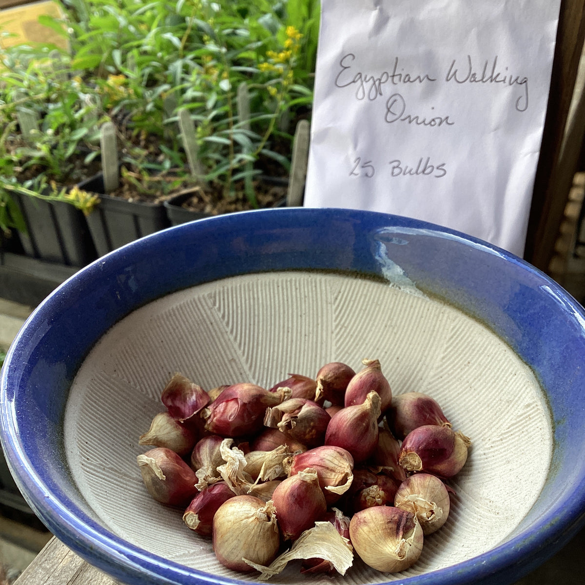 Egyptian Walking Onion - Permaculture Plants for Sale – The Farm Connection