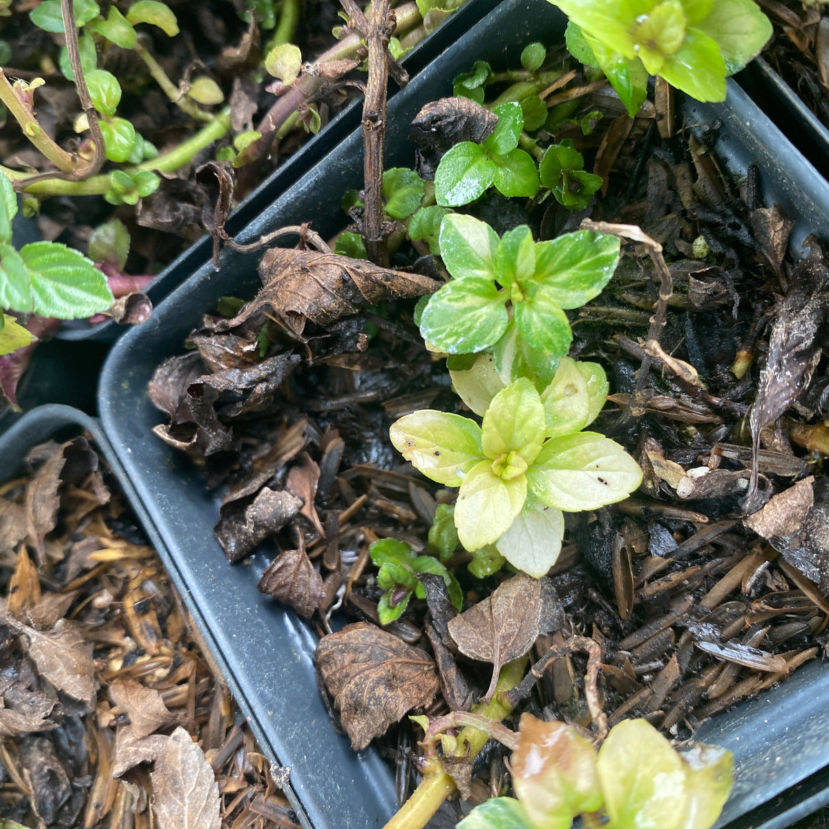 Mint, Peppermint Variegated Organically Grown Native Plants for Sale ...