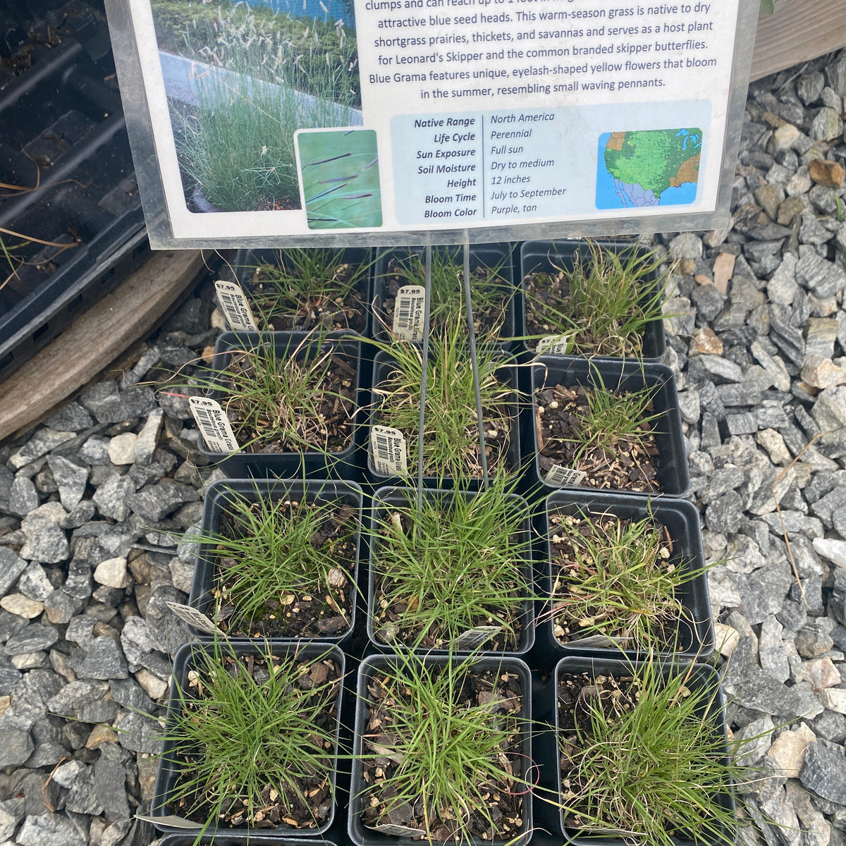 Blue Grama Grass Organically Grown Native Plants for Sale – The Farm ...