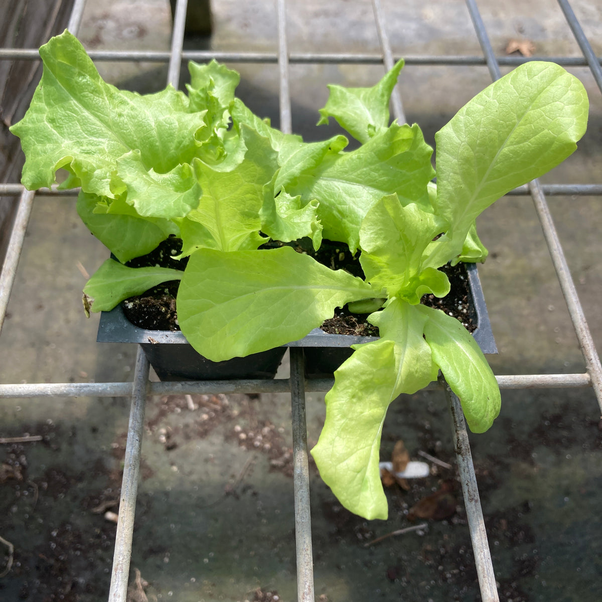 Organically Grown Vegetable Plants For Sale – The Farm Connection