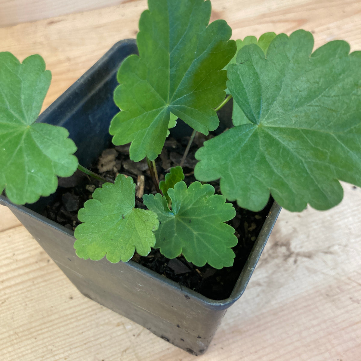 Bush's Poppy Mallow - Organically Grown Native Plants for Sale – The ...