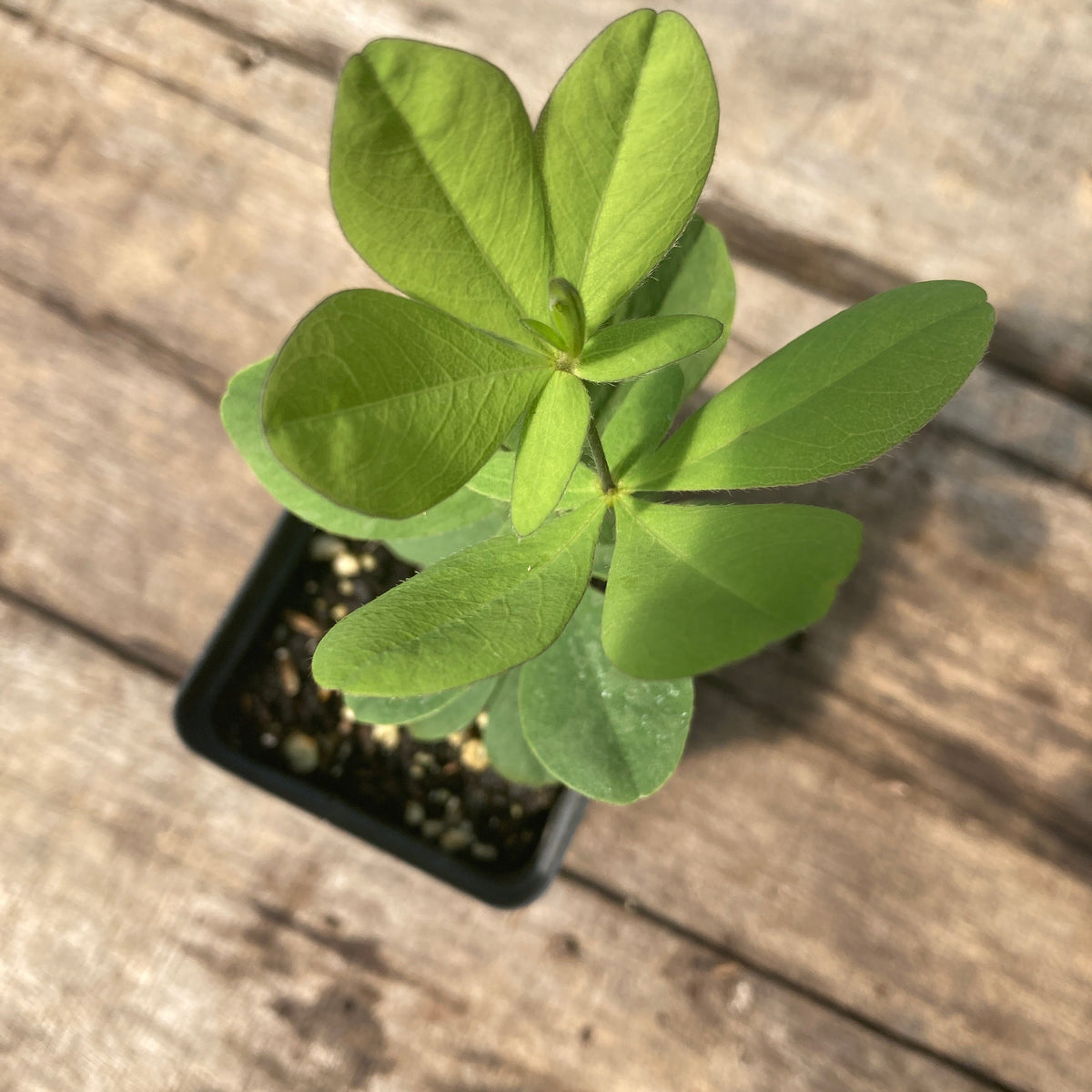 Cream Wild Indigo - Organically Grown Native Perennial Plant For Sale ...