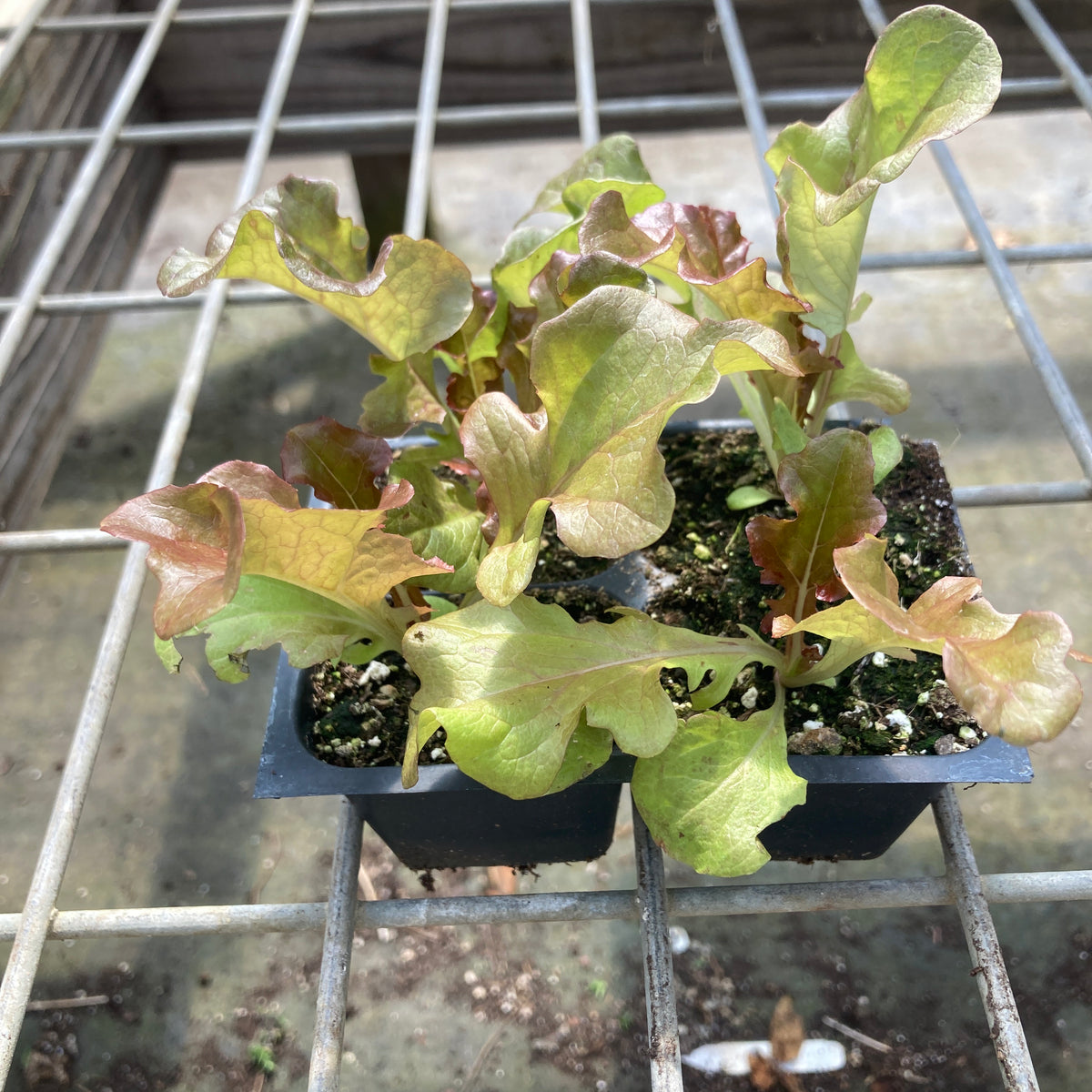 Organically Grown Vegetable Plants For Sale – The Farm Connection
