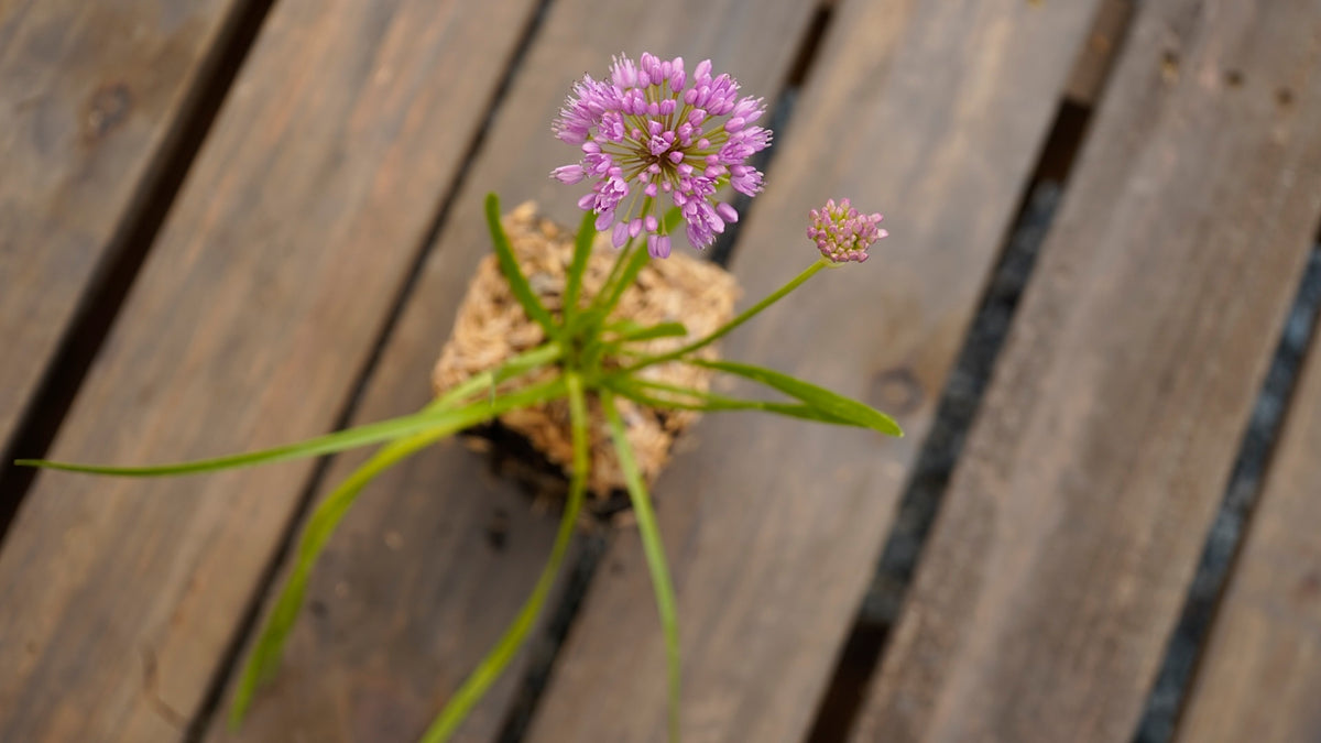 Allium 'Millenium' Organically Grown Native Plants for Sale – The Farm ...