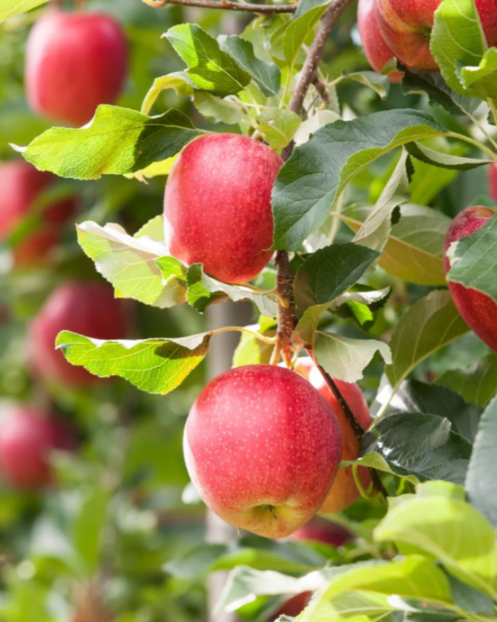 Bare Root Apple Trees For Sale - Ships Spring 2025 – The Farm Connection