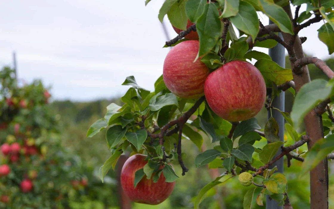 Cortland Apple Tree For Sale – The Farm Connection