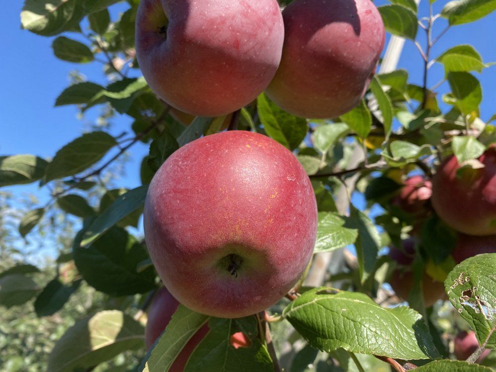 Bare Root Apple Trees For Sale - Ships Spring 2025 – The Farm Connection