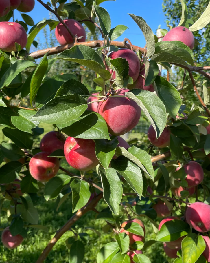 Liberty Apple Bare Root Fruit Tree For Sale – The Farm Connection