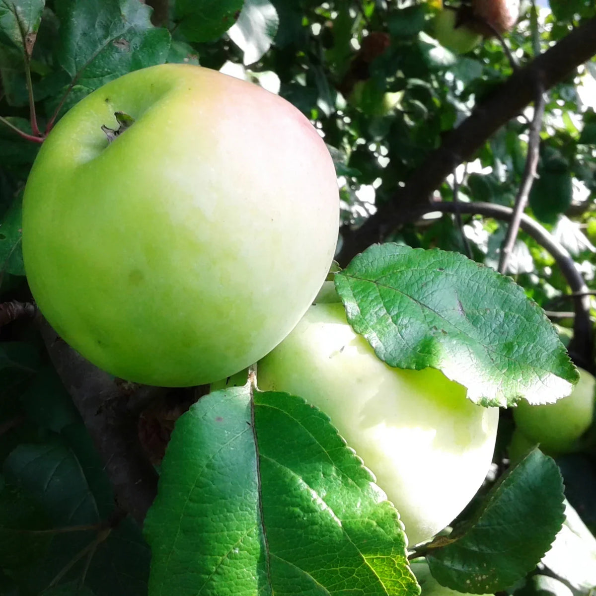 Mutsu Apple Tree For Sale – The Farm Connection