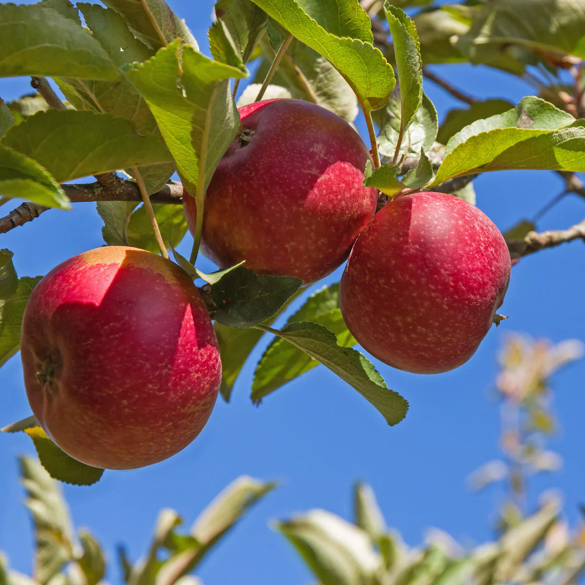 Red Delicious Apple Tree For Sale – The Farm Connection