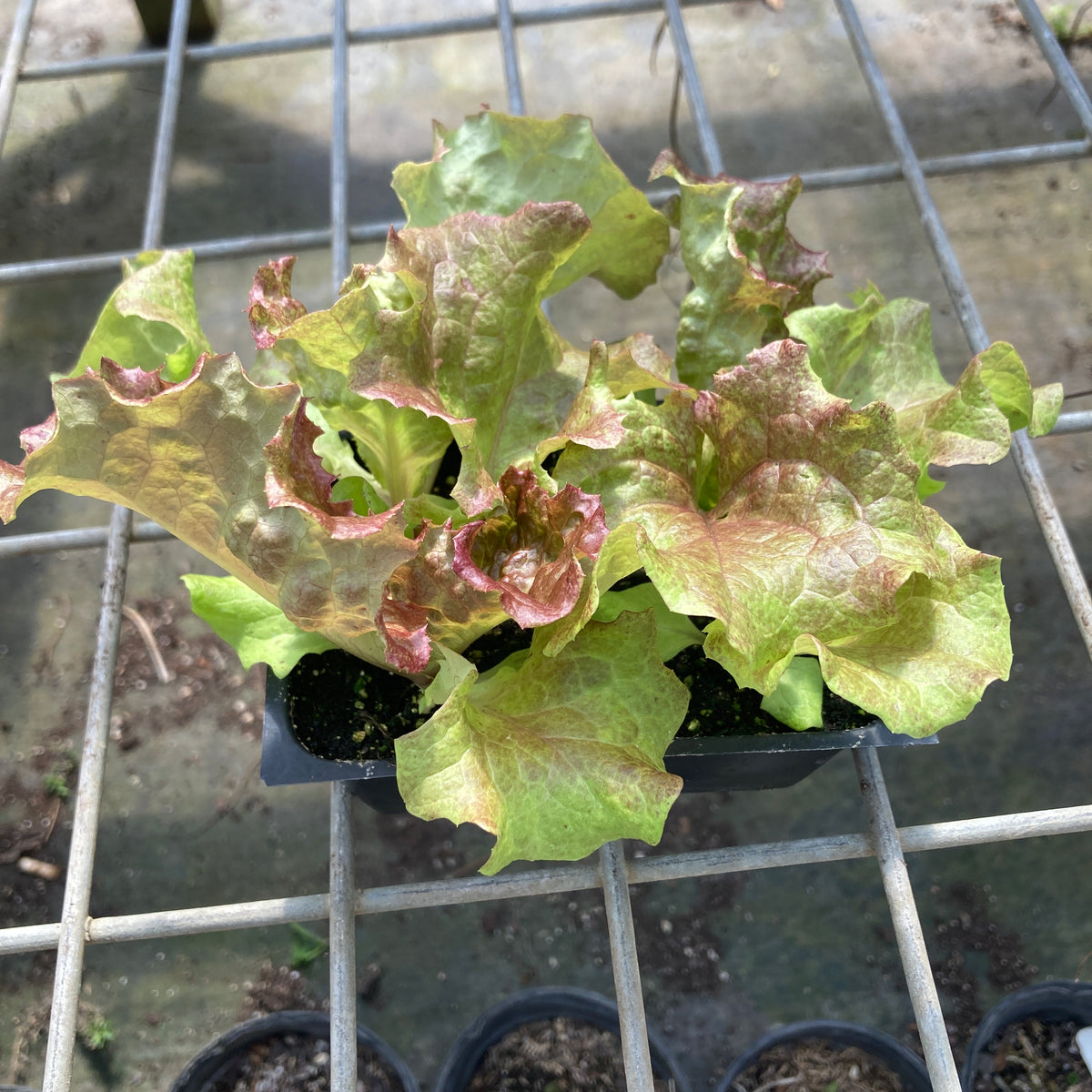 Organically Grown Vegetable Plants For Sale – The Farm Connection