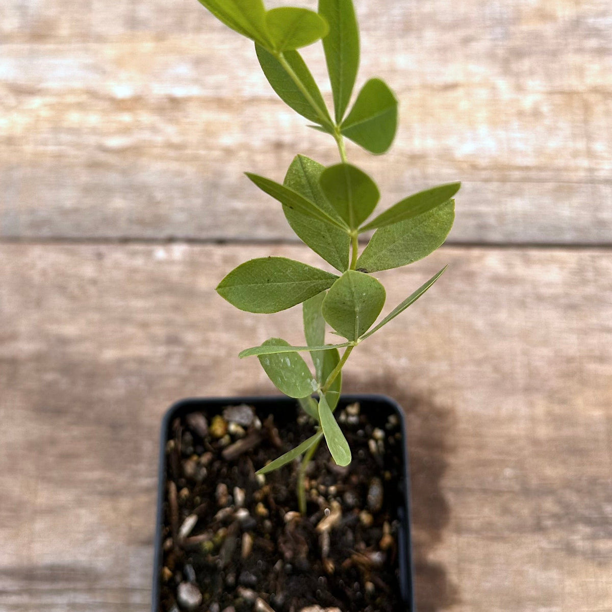 Blue Wild Indigo - Organically Grown Native Perennial Plant For Sale ...