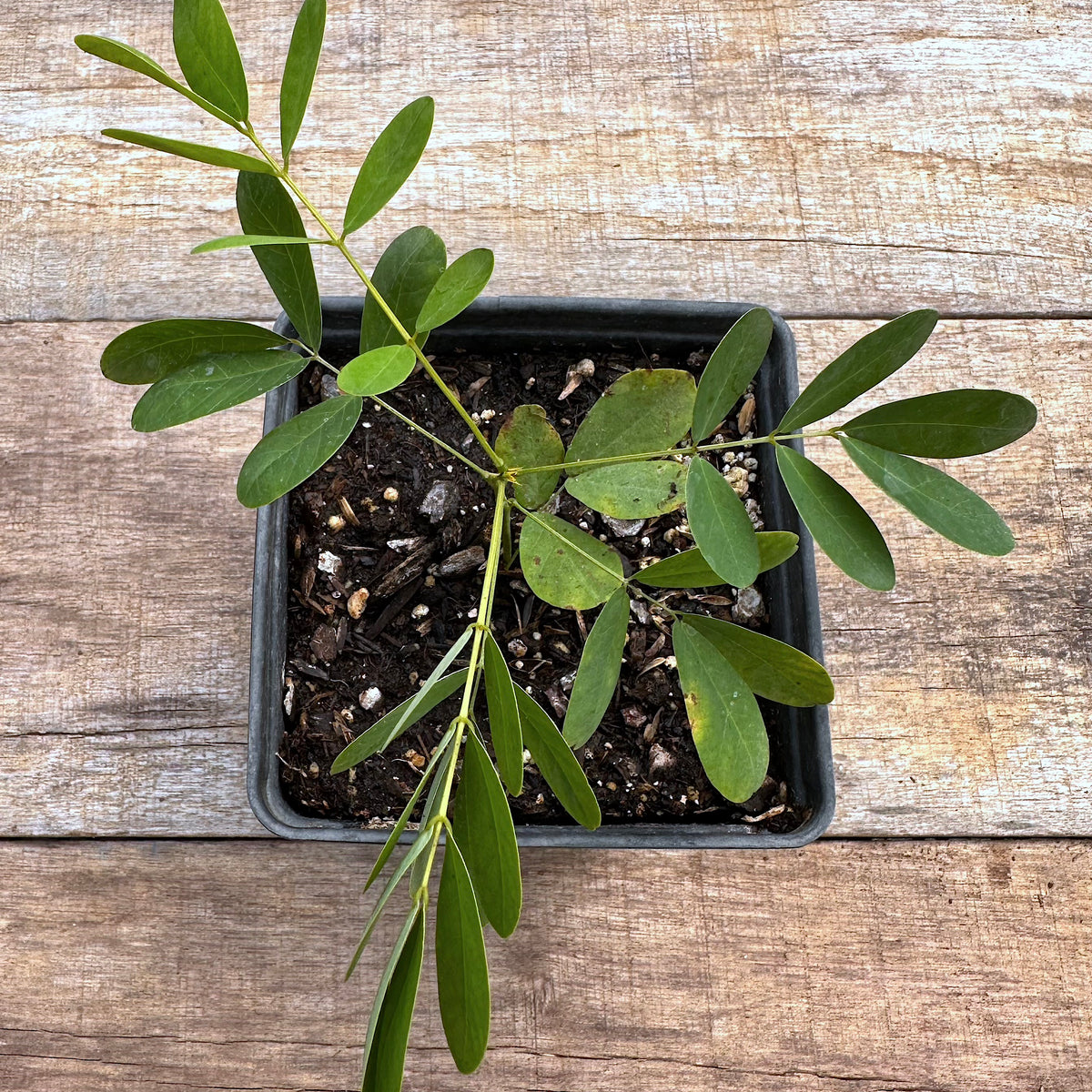 Small Yellow Wild Indigo Organically Grown Native Plants for Sale – The ...