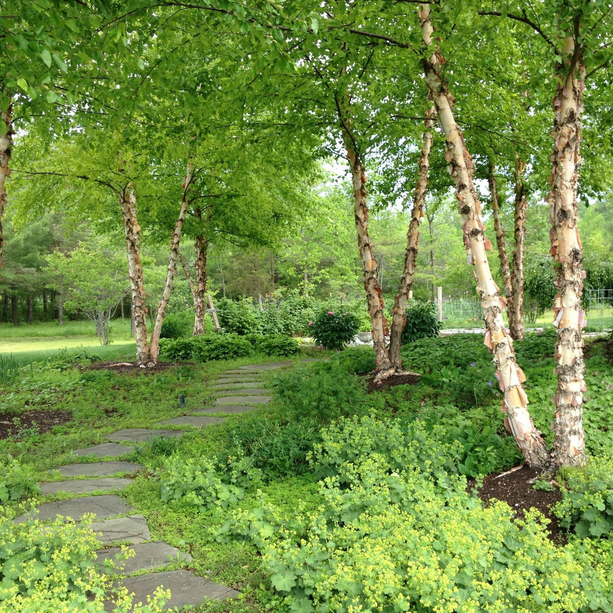 River Birch Native Tree For Sale – The Farm Connection