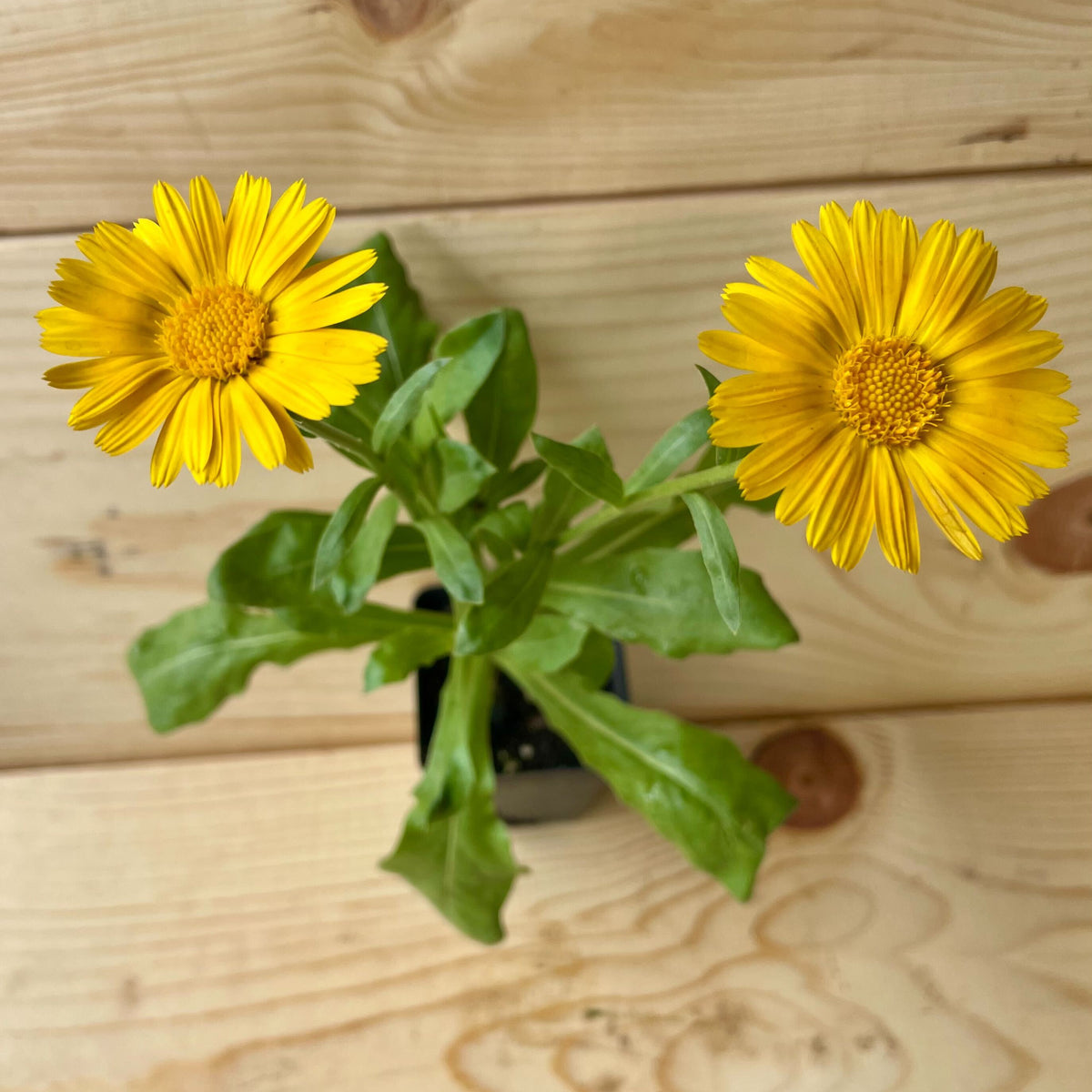 Calendula, Resina Organically Grown Native Plants for Sale – The Farm ...