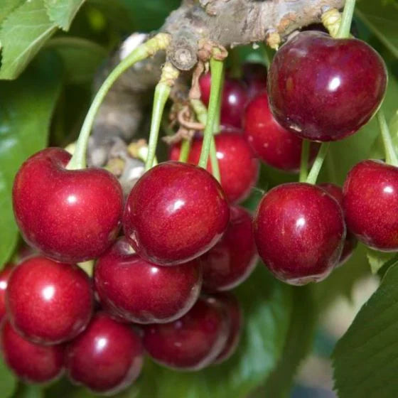 Sweetheart Sweet Cherry Bare Root Fruit Tree For Sale – The Farm Connection