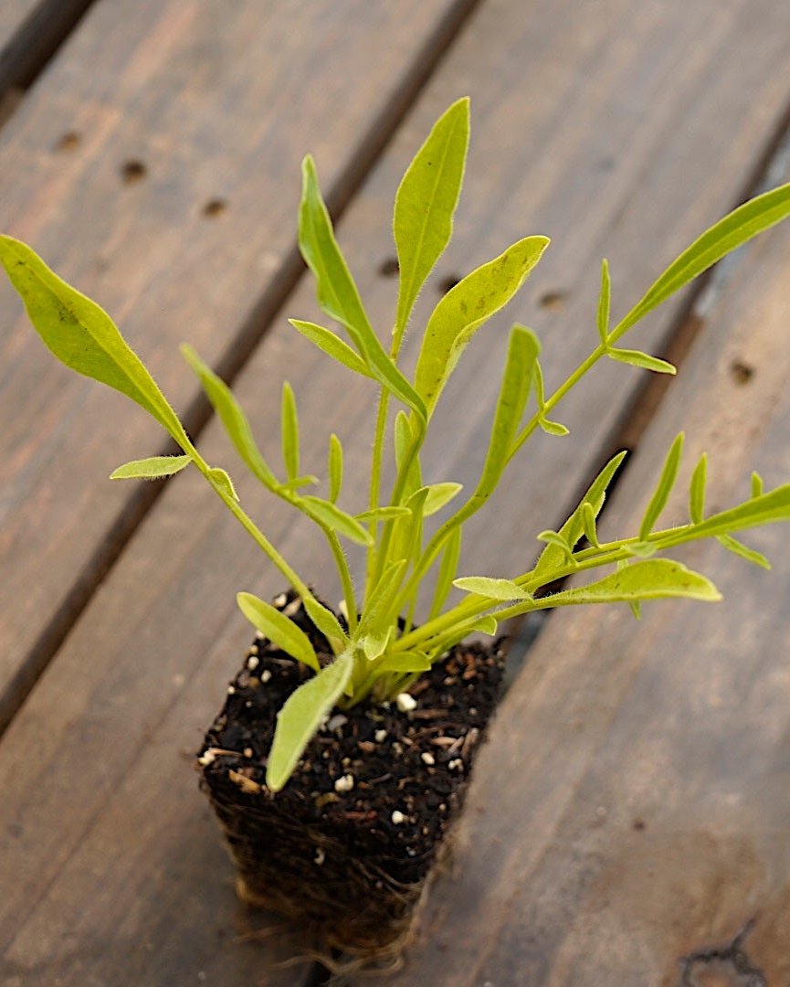 Lance-leaf Coreopsis - Organically Grown Native Plants for Sale – The ...