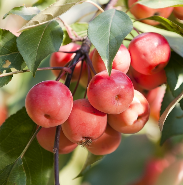 Dolgo Crabapple Tree For Sale – The Farm Connection