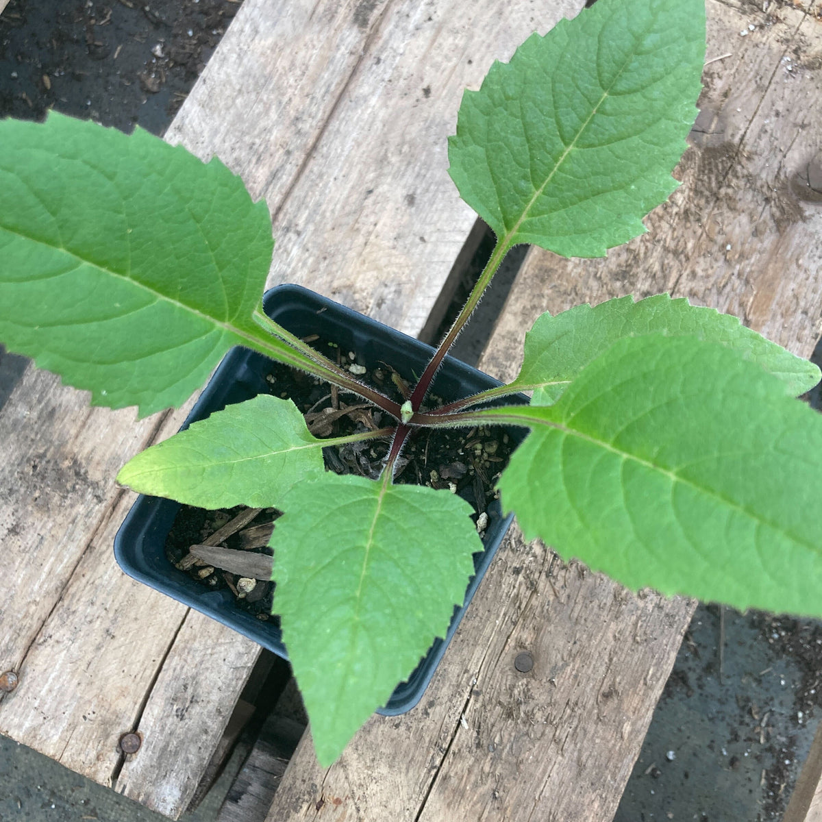Cup Plant Organically Grown Native Plants for Sale – The Farm Connection