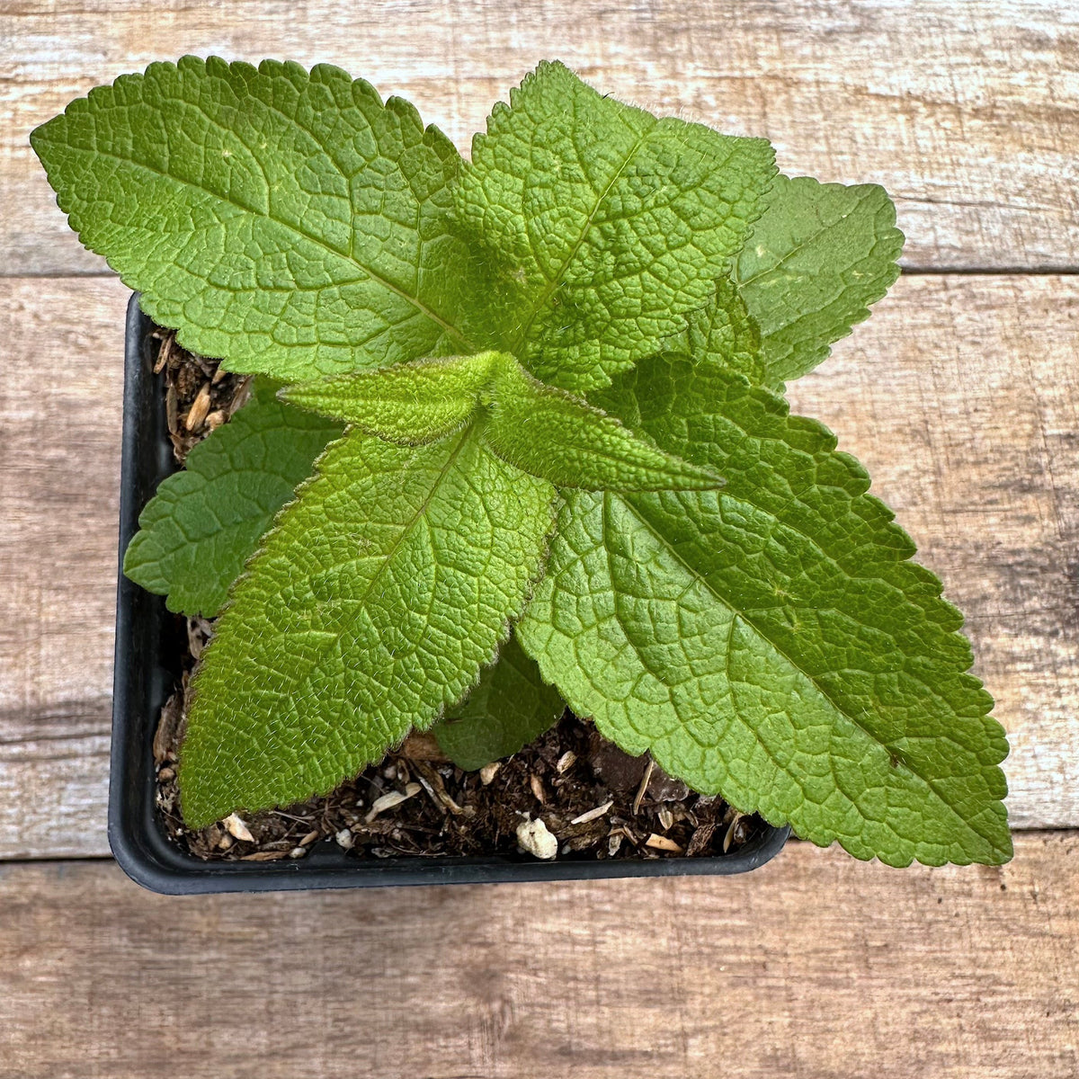 Spotted Joe Pye Weed - Organically Grown Native Plants for Sale – The ...