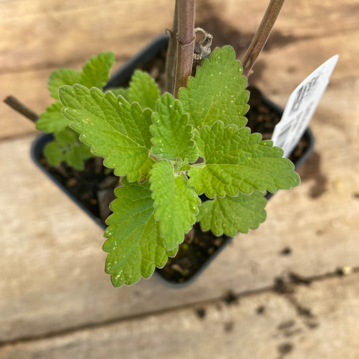 Catnip - Organically Grown Medicinal Plants for Sale – The Farm Connection