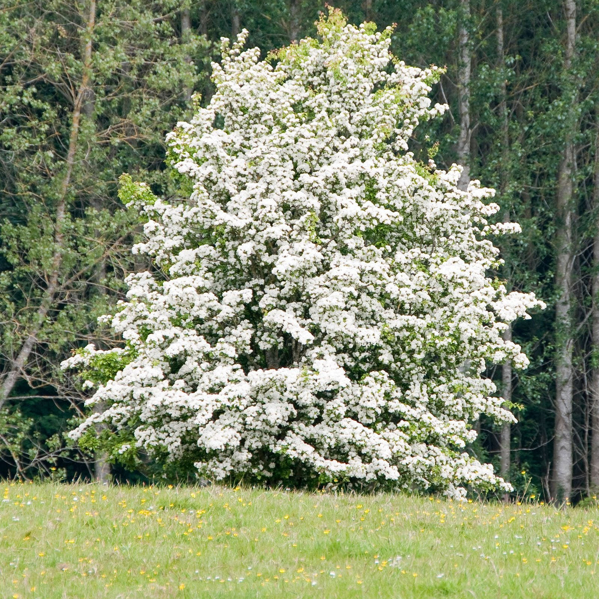 Washington Hawthorn Bare Root Native Tree For Sale – The Farm Connection